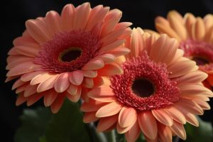 10 Flowers That Represent Fun: Vibrant Blooms - Foliage Friend - Learn ...