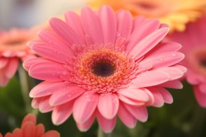 10 Flowers That Represent Appreciation: Blooms That Say Thank You ...