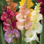 10 Flowers That Represent Promise: Seeds Of Hope - Foliage Friend ...