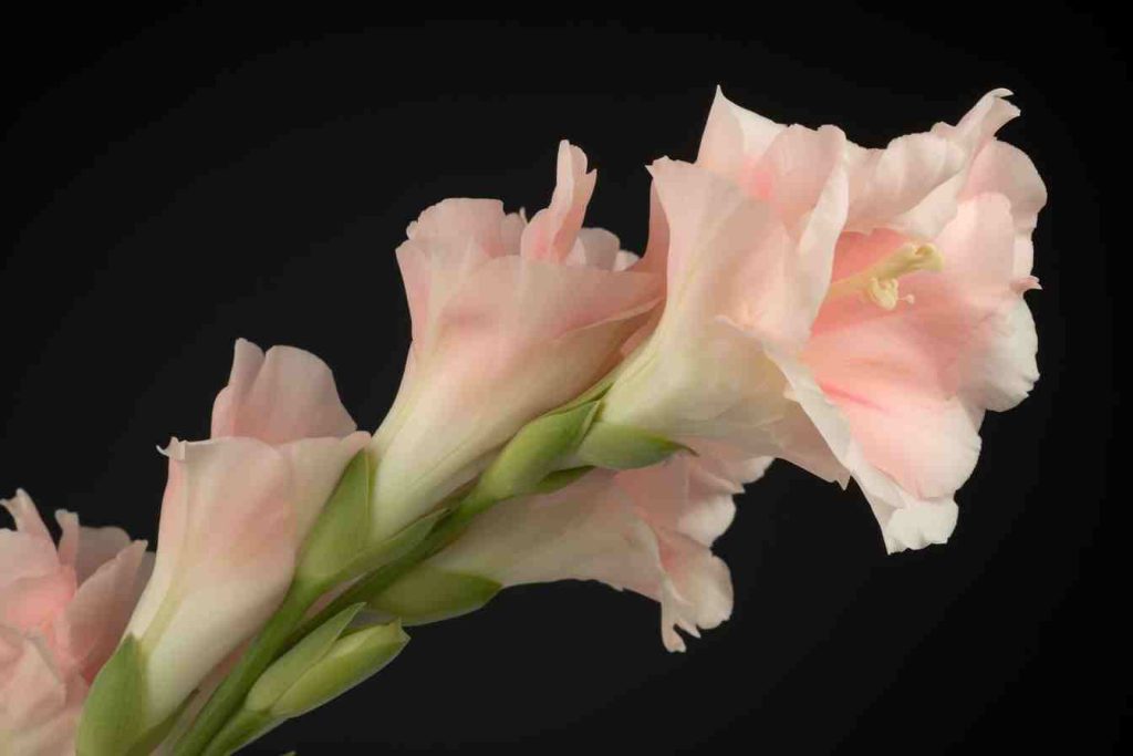 10 Flowers That Represent Reliability: Blossoms You Can Count On ...