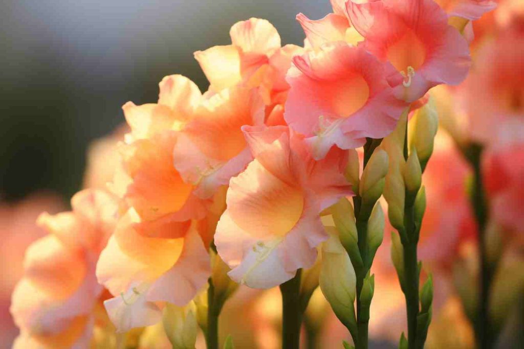 17 Flowers That Grow From Bulbs: Discover Beautiful Blooming Varieties ...