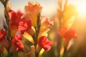 10 Flowers That Represent Mother And Daughter: Blooms Of Bond - Foliage ...