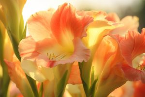 10 Flowers That Represent Memory: Reminder Blooms - Foliage Friend ...