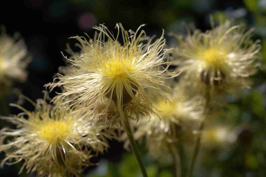 50 Perennial Flowers That Grow in Shade: Stunning Picks for Your Shady ...