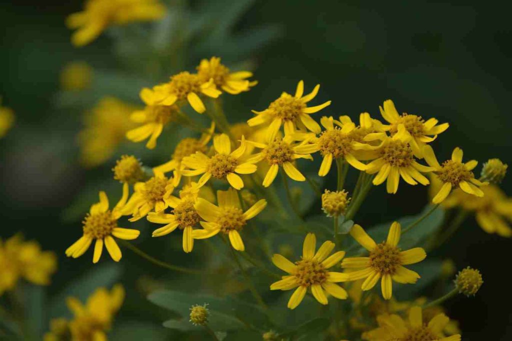50 Perennial Flowers That Grow in Shade: Stunning Picks for Your Shady ...