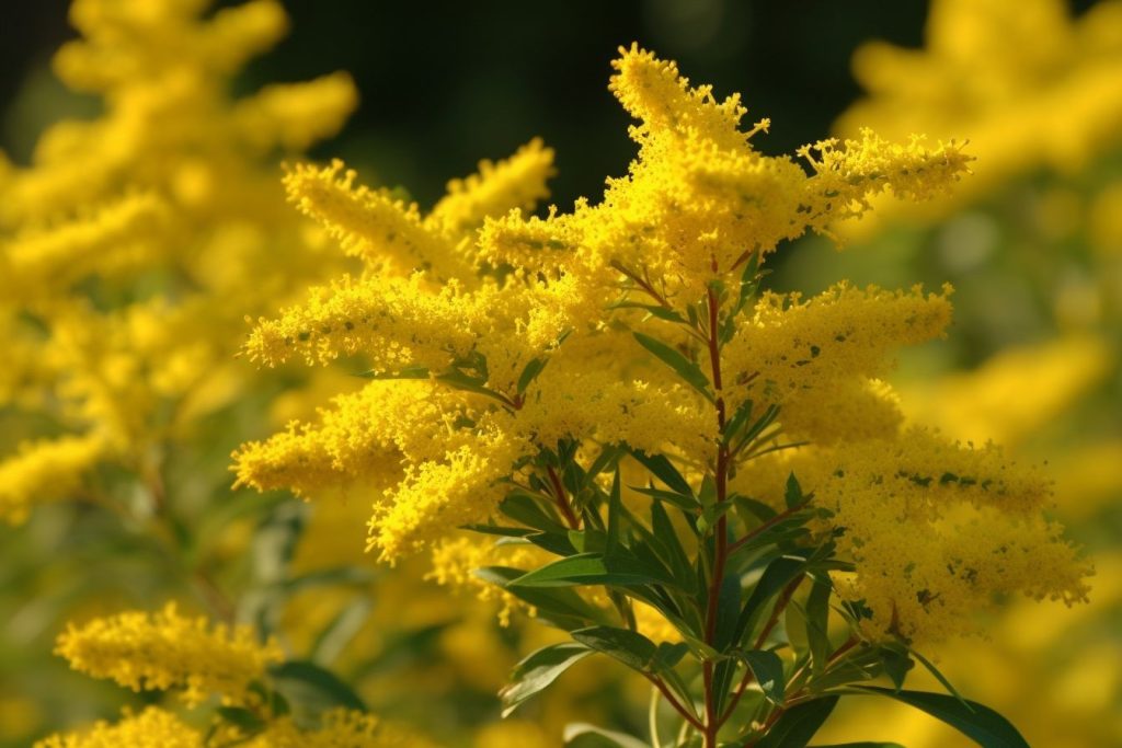 10 Flowers That Represent Bravery: Flower Power - Foliage Friend ...