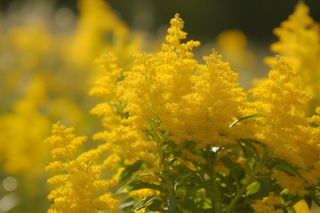 10 Flowers That Represent Independence: Freedom Blooms - Foliage Friend ...