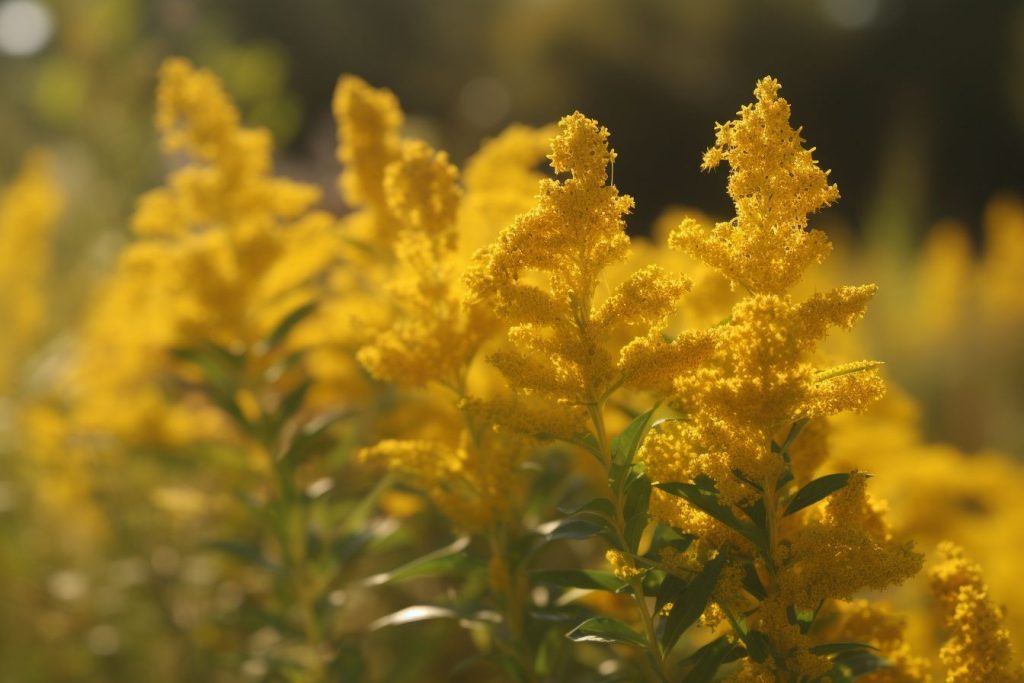 10 Flowers That Represent Wealth: Prosperous Blooms - Foliage Friend ...