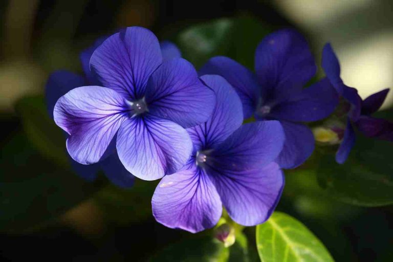 24 Flowers That Grow in Hawaii: A Blooming Guide to Vibrant Hawaiian ...