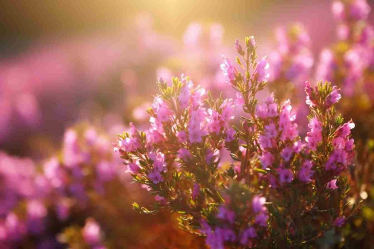 14 Flowers That Grow in Snow: Hardy Winter Bloomers to Brighten Your ...