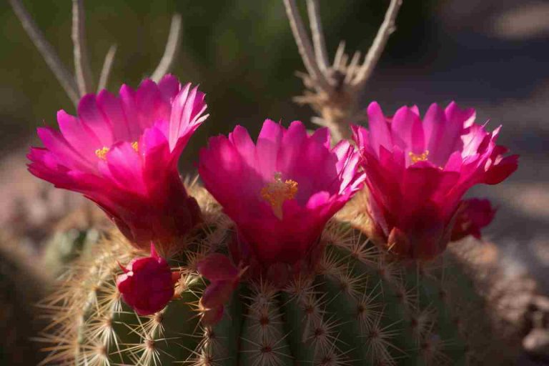 38 Flowers That Grow in the Desert: Discover Remarkable Desert Blooms ...