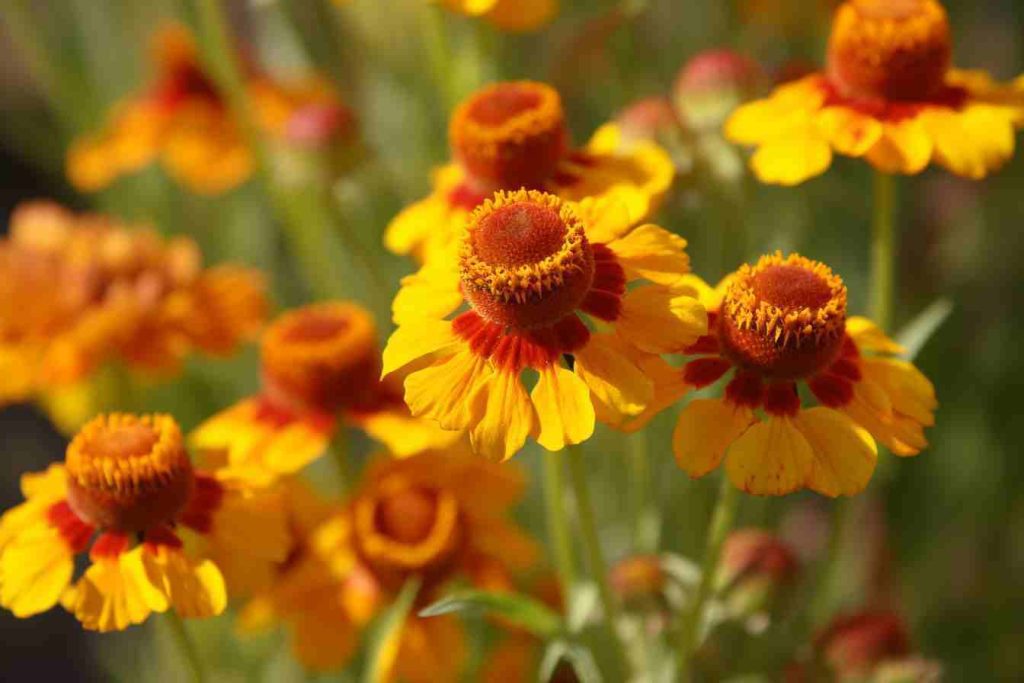 Helenium Flower Meaning, Symbolism & Spiritual Significance - Foliage ...