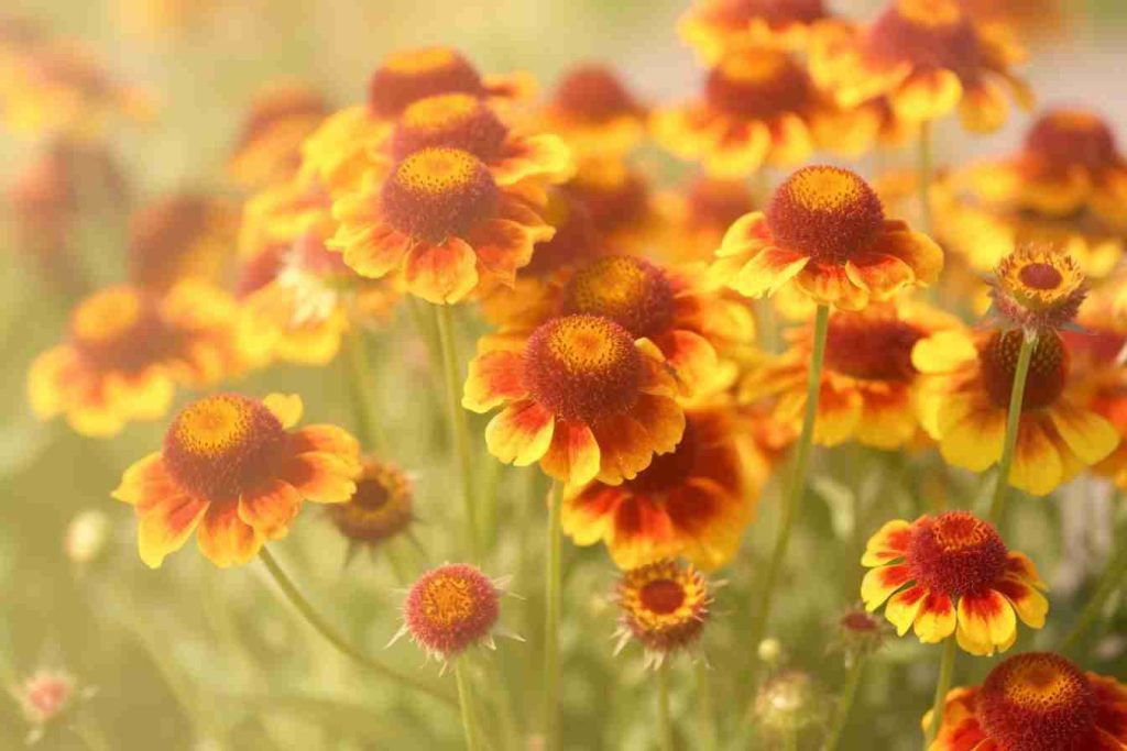19 Flowers That Grow in Fall: Your Ultimate Guide to Vibrant Autumn ...