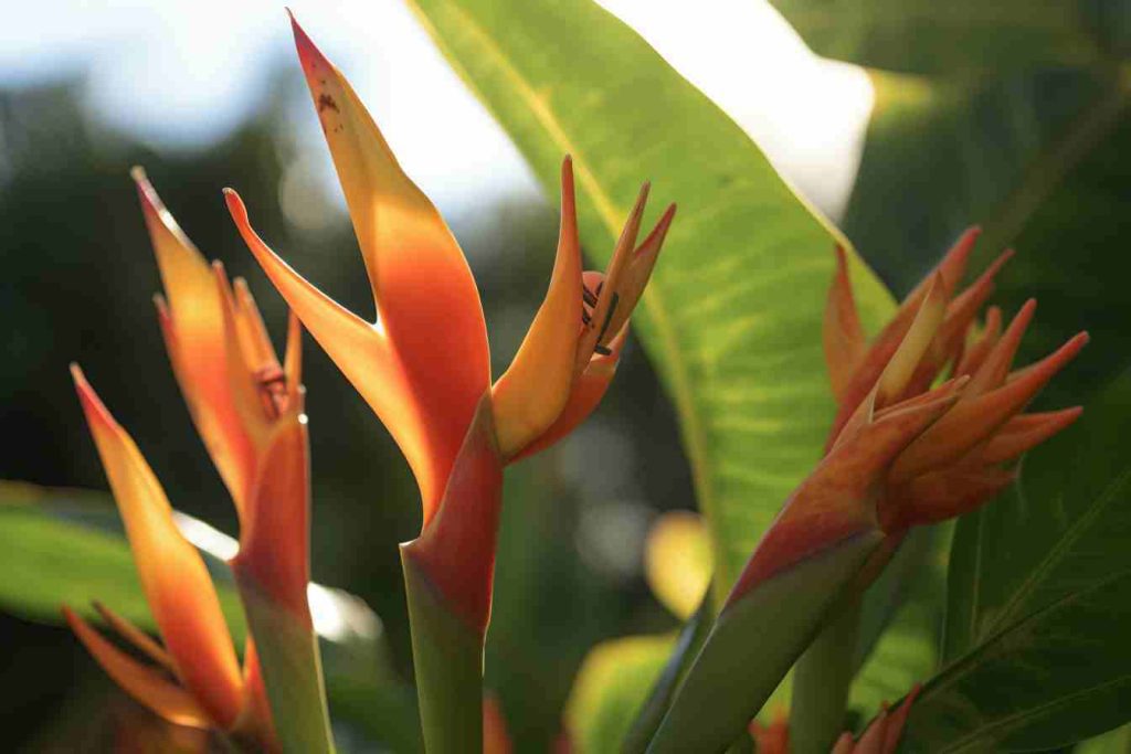 10 Flowers That Represent Curiosity: Inquisitive Petals - Foliage ...