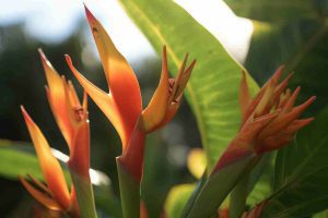 10 Flowers That Represent Curiosity: Inquisitive Petals - Foliage ...