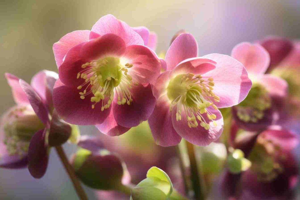 24 Flowers That Grow in Spring: Stunning Blooms to Brighten Your Garden ...