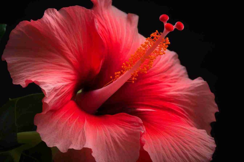 10 Flowers That Represent Fairness: Blooms For A Just World - Foliage ...