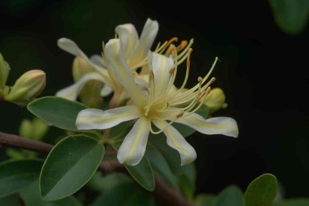 10 Flowers That Represent Earth: The Beauty Of The Planet - Foliage ...