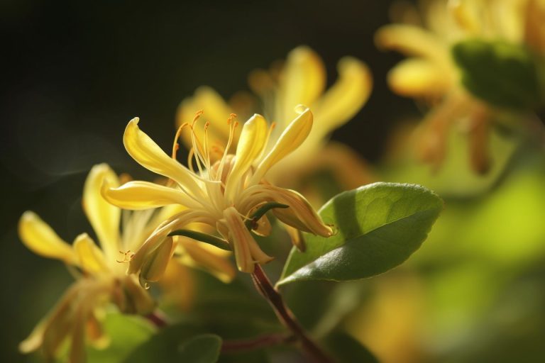 10 Flowers That Represent Togetherness: Unite In Bloom - Foliage Friend ...