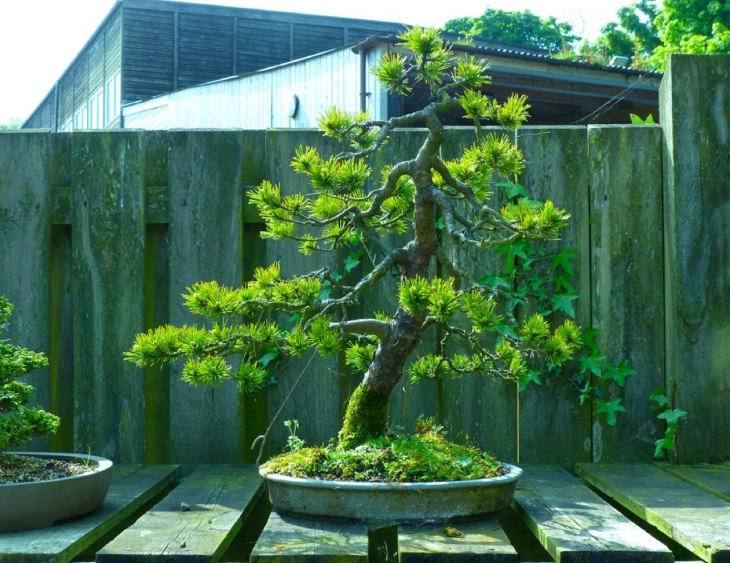 How Big Can a Bonsai Tree Get: Size & Growth Explained - Foliage Friend ...