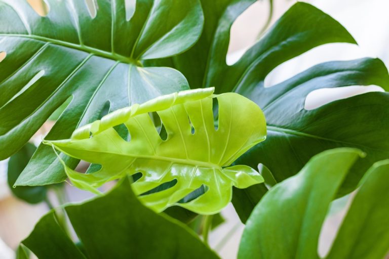 How Long Does It Take for Monstera to Grow a New Leaf: A Quick Guide ...