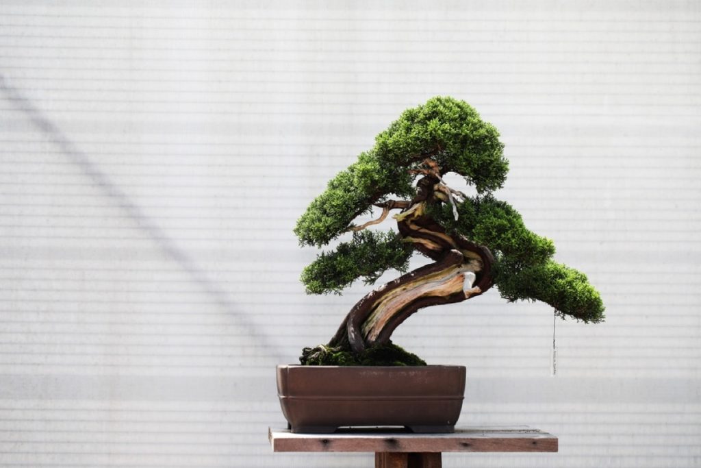 How Long Does a Bonsai Tree Live: Lifespan Factors Explained - Foliage Friend - Learn About ...