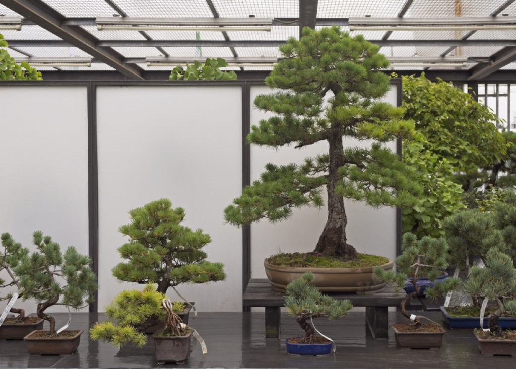 How Much is a Bonsai Tree? A Quick Price Guide - Foliage Friend - Learn ...