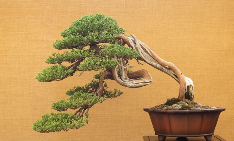 How to Bend a Bonsai Tree: Expert Techniques Explained - Foliage Friend ...