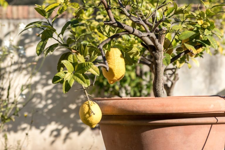 How to Bonsai a Lemon Tree: Expert Tips for Success - Foliage Friend ...