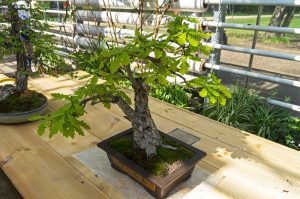 How to Bonsai an Oak Tree: Expert Guide for Success - Foliage Friend ...