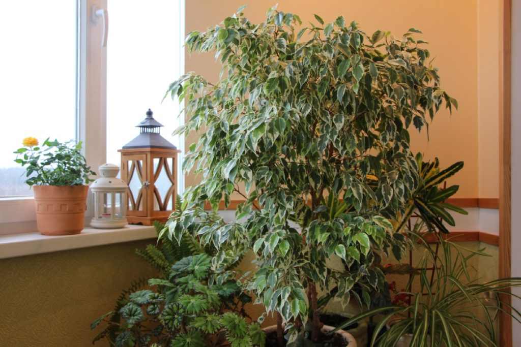 Ficus Tree Types: A Comprehensive Guide to Varieties - Foliage Friend ...