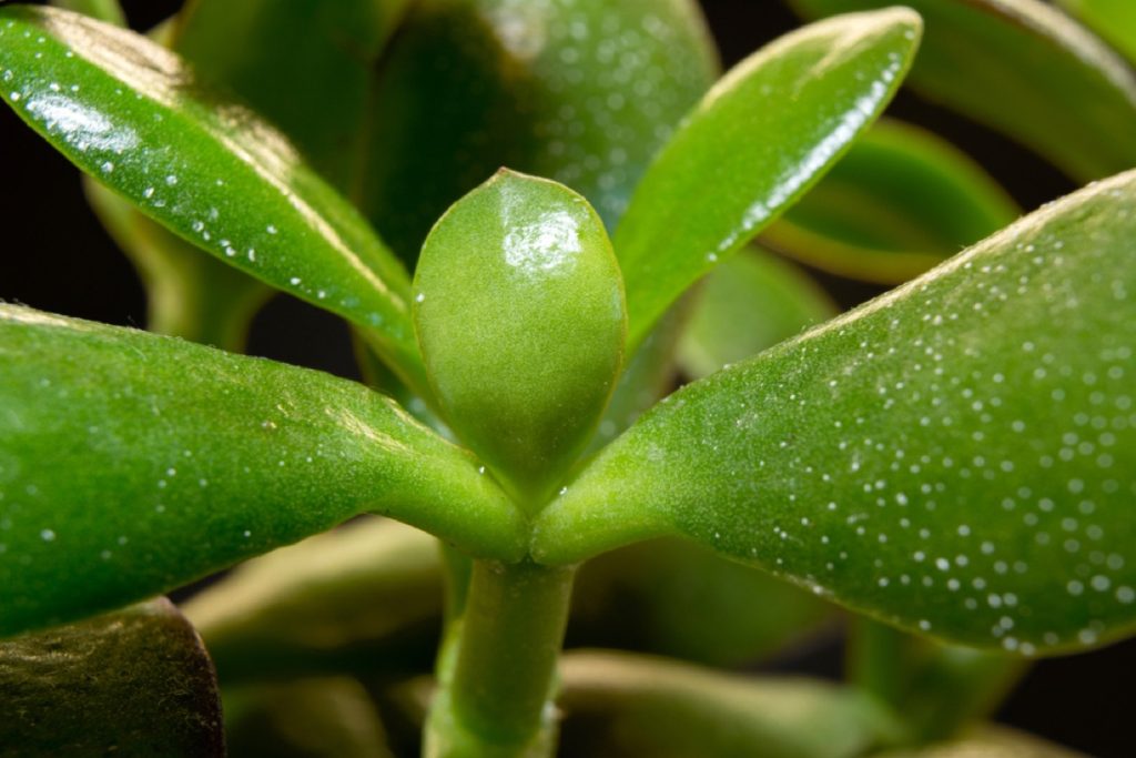 Why Is My Jade Plant Dropping Leaves Common Reasons Explained why-is-my-jade-plant-dropping-leaves-common-reasons-explained