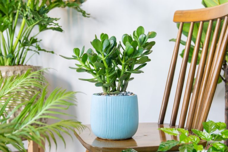 Jade Plant vs Jade Tree: Debunking Common Misconceptions - Foliage ...