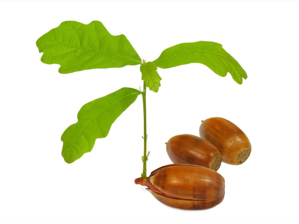 How to Grow a Bonsai Oak Tree from an Acorn: Expert Guide - Foliage ...