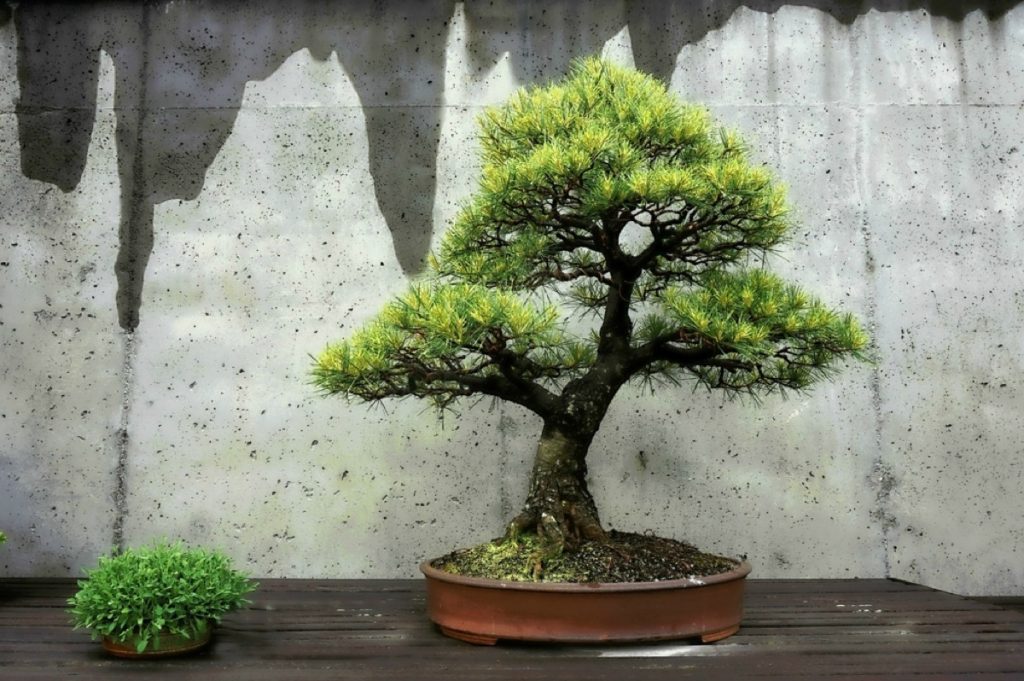 How to Grow a Bonsai Tree: Expert Tips and Techniques - Foliage Friend ...