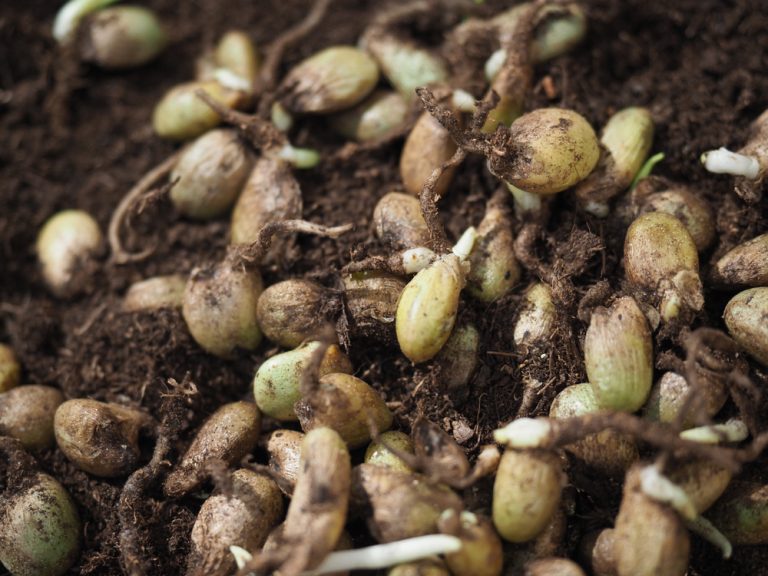 How to Harvest Monstera Seeds: A Step-by-Step Guide - Foliage Friend ...