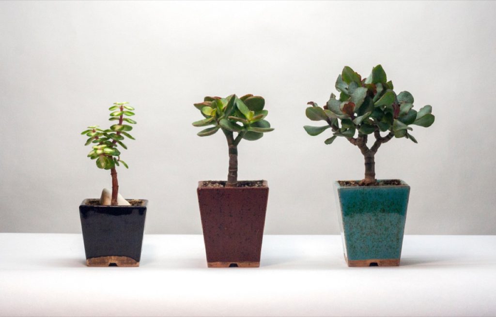 How to Get a Jade Plant to Bloom: Expert Tips & Tricks - Foliage Friend ...