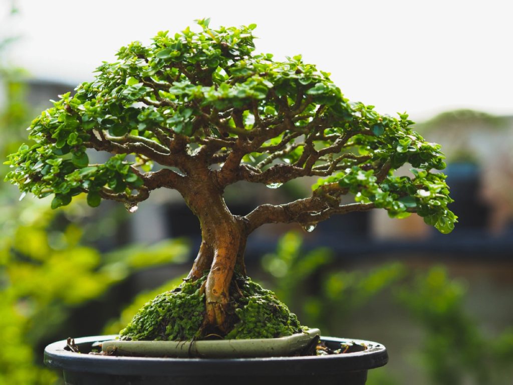 How to Make a Bonsai Tree from a Normal Tree: A Concise Guide - Foliage ...