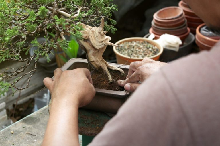 How to Plant Bonsai Tree in Pot: A Quick Guide - Foliage Friend - Learn ...