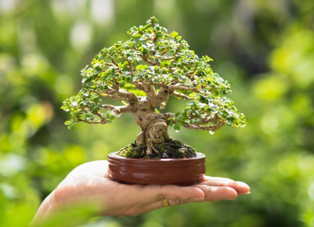 How to Pot a Bonsai Tree: A Simple Step-by-Step Guide - Foliage Friend ...