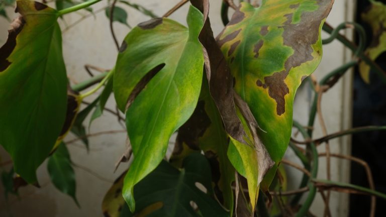 How to Treat Rust Fungus on Monstera: Effective Solutions for Healthy ...