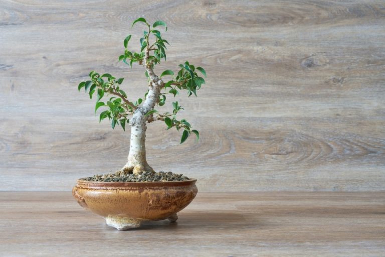 Ficus Bonsai Tree Types: A Comprehensive Guide - Foliage Friend - Learn ...