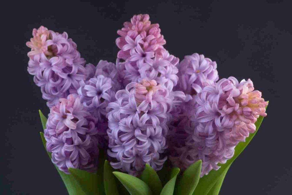 10 Flowers That Represent Gentleness: Tender Blooms - Foliage Friend ...