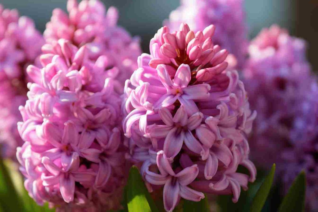 10 Flowers That Represent Connection: Blossoming Bonds - Foliage Friend ...