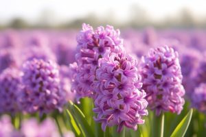 10 Flowers That Represent Mourning: Blooms Of Remembrance - Foliage ...