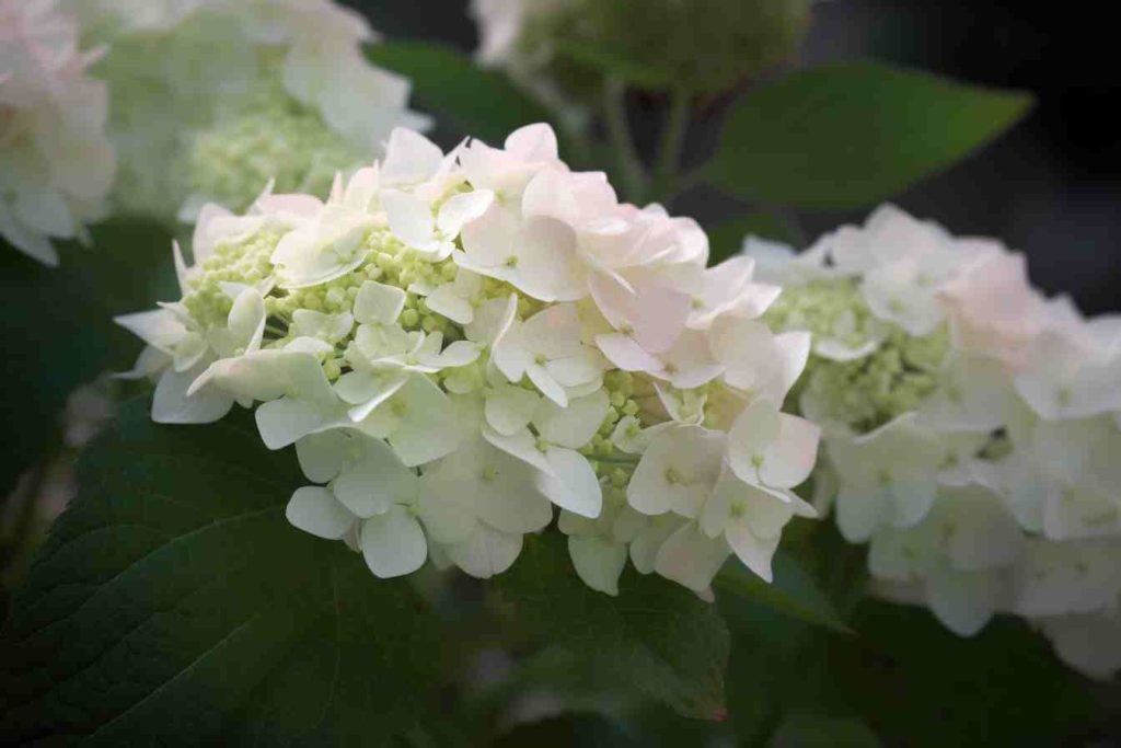 10 Flowers That Represent Reliability: Blossoms You Can Count On ...