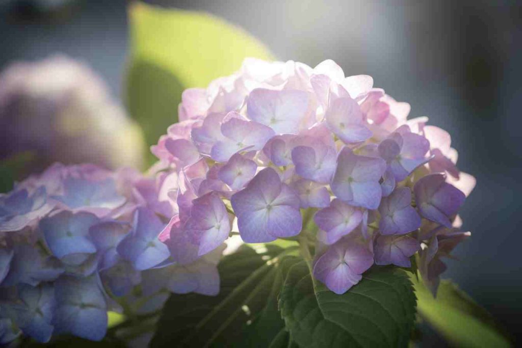10 Flowers That Represent Childhood: Nostalgic Blooms - Foliage Friend ...