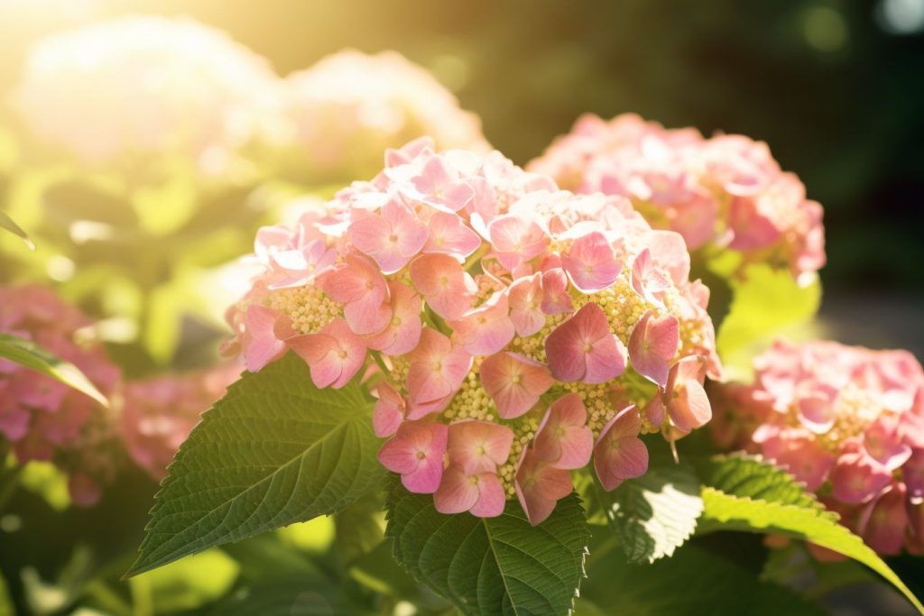 Pink Hydrangea Flower Meaning, Symbolism & Spiritual Significance ...
