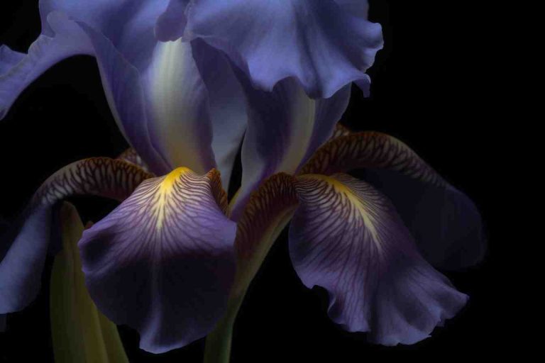 10 Flowers That Represent Reliability: Blossoms You Can Count On ...