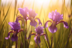 10 Flowers That Represent Determination: Unstoppable Blooms - Foliage ...